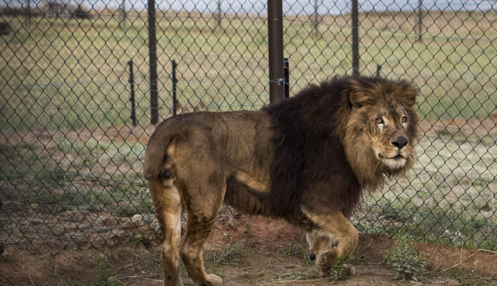 Lions Rescued From Zoo Take First Steps Into Grass And Sun - The Dodo