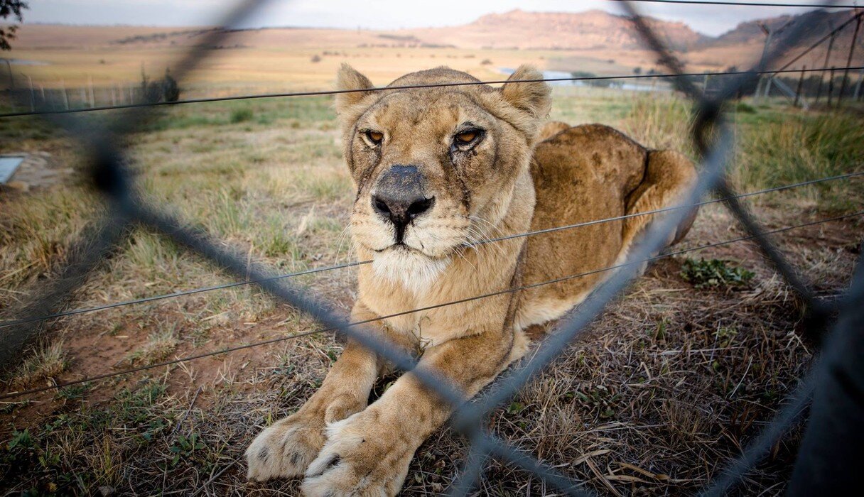Lions Rescued From Zoo Take First Steps Into Grass And Sun - The Dodo