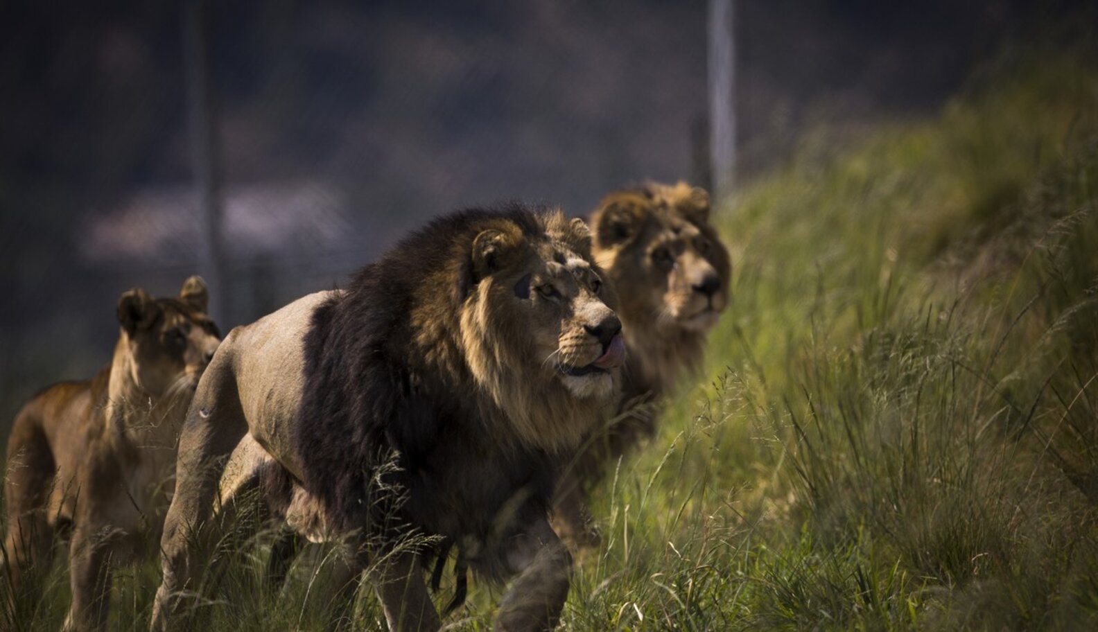 Lions Rescued From Zoo Take First Steps Into Grass And Sun - The Dodo