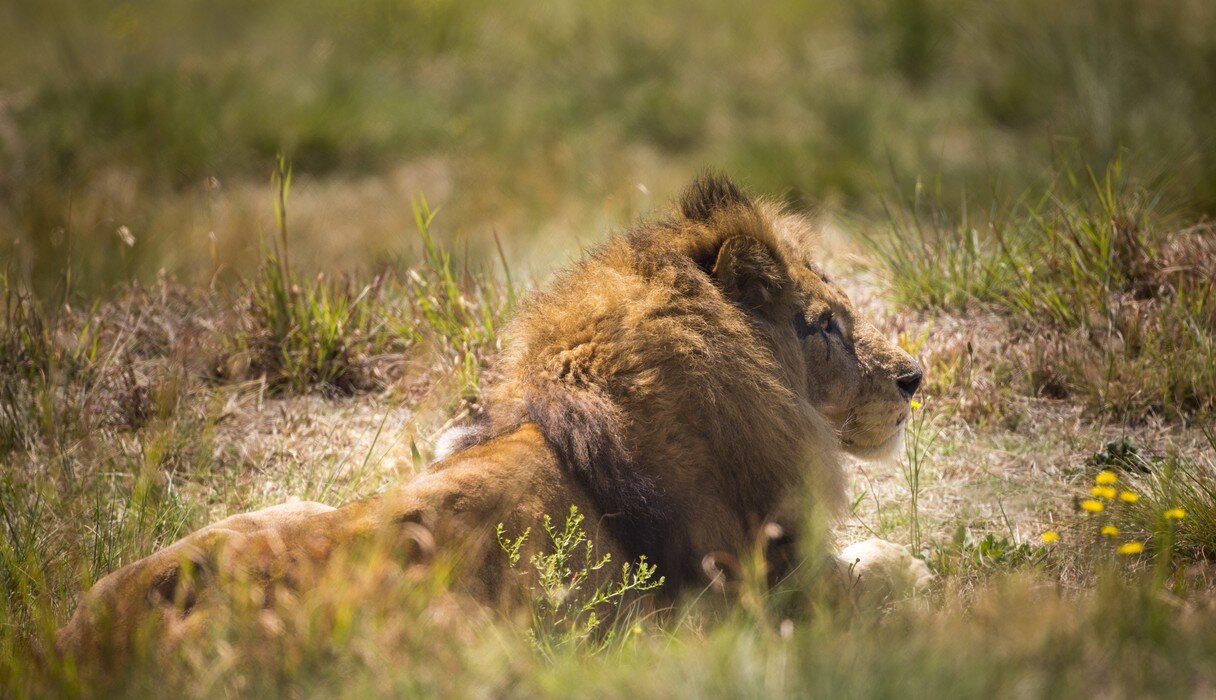 Lions Rescued From Zoo Take First Steps Into Grass And Sun - The Dodo
