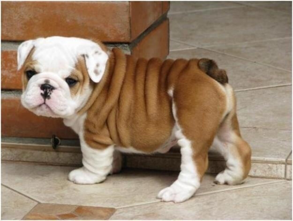 24 Puppies Who Haven't Grown Into Their Wrinkles - The Dodo