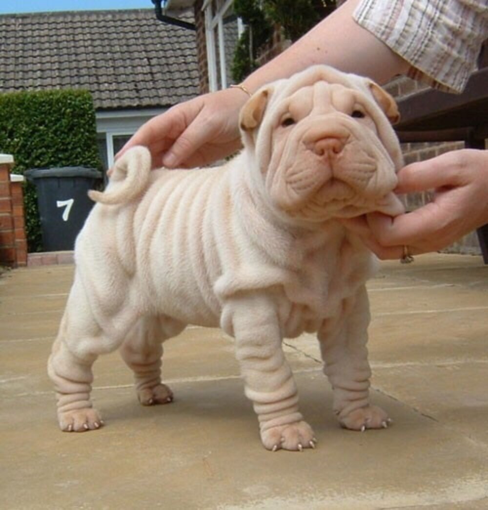 24 Puppies Who Haven't Grown Into Their Wrinkles - The Dodo