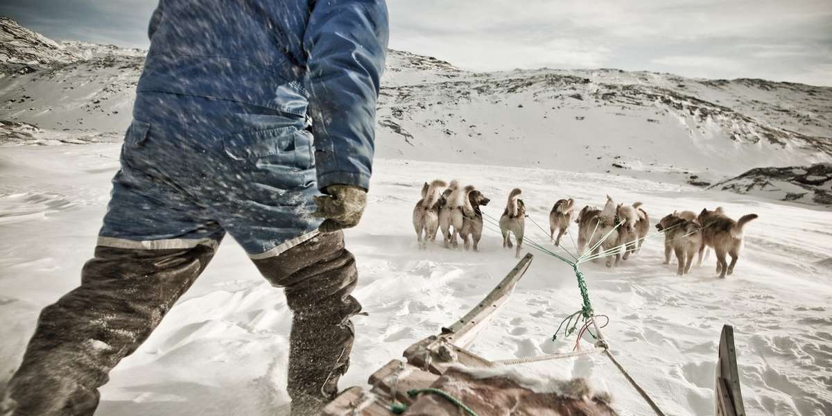 The Comparative Cruelty Of Racing Dogs And Horses - The Dodo