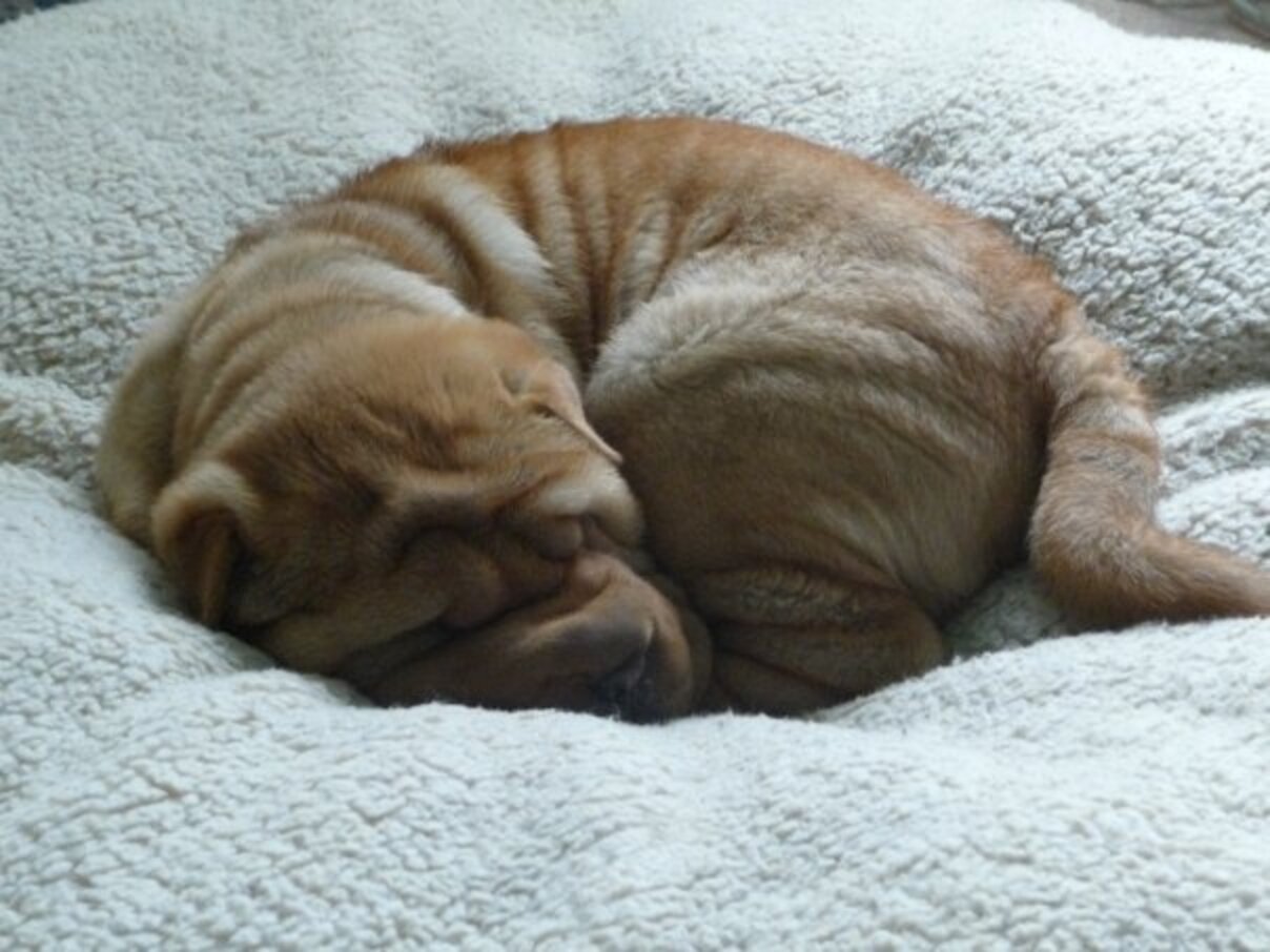 24 Puppies Who Haven't Grown Into Their Wrinkles - The Dodo
