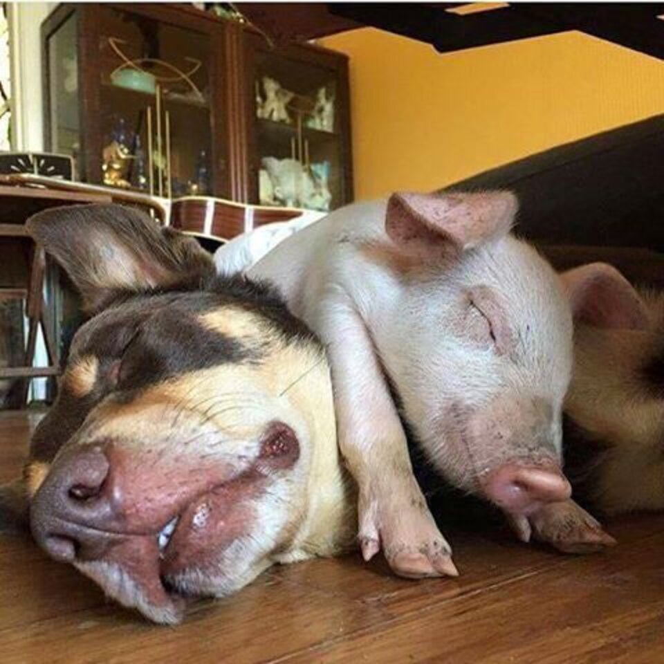 Piglet Rescued From Factory Farm Thinks She's A Dog Now - The Dodo