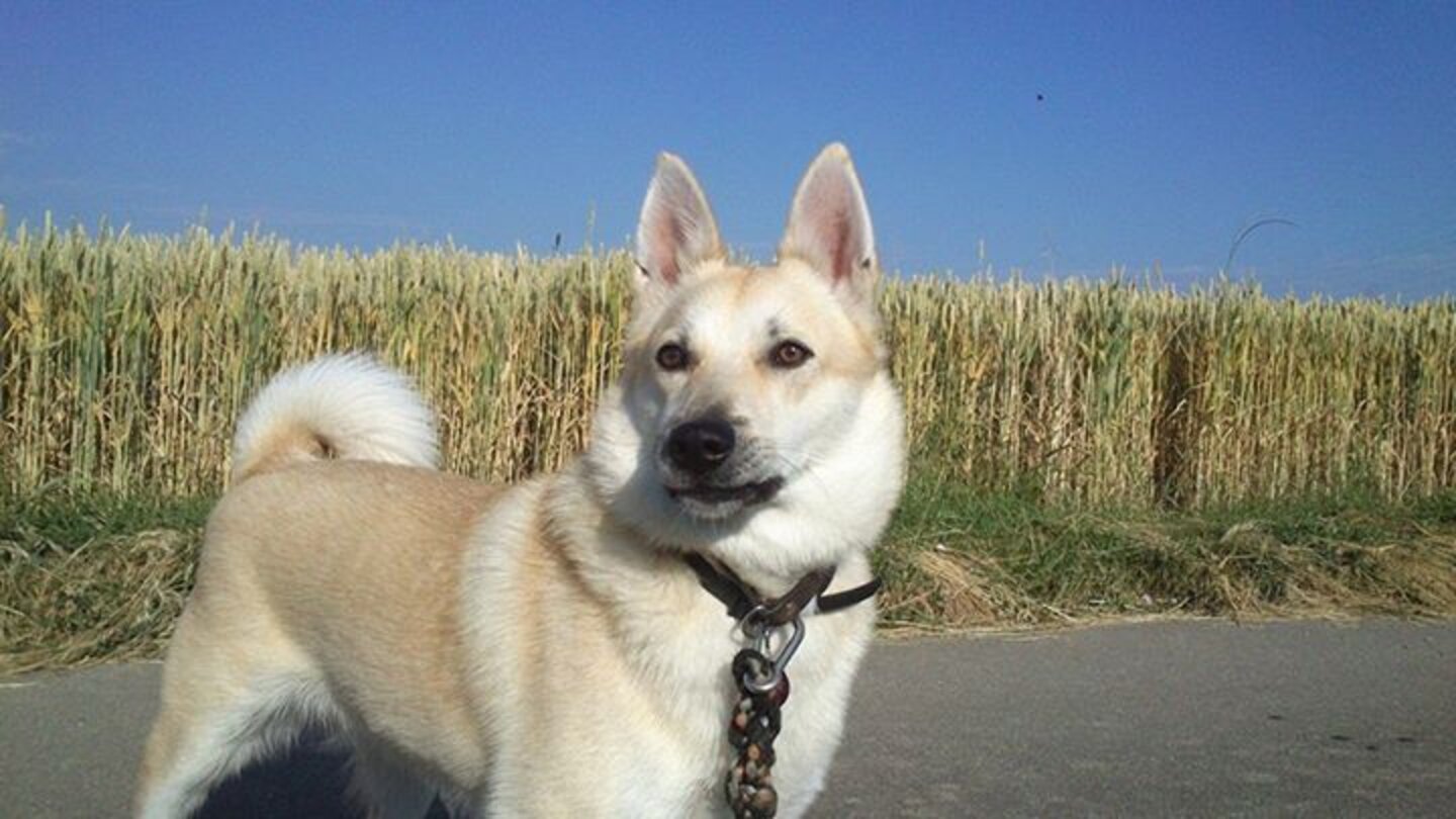 Photo: Long Live The Buhund 4 Paw Life...! - The Dodo