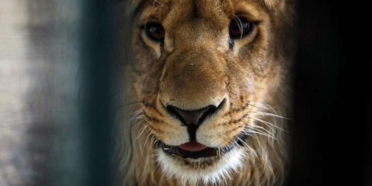 The Worst Zoos On The Planet - The Dodo