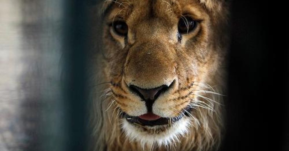 The Worst Zoos On The Planet - The Dodo