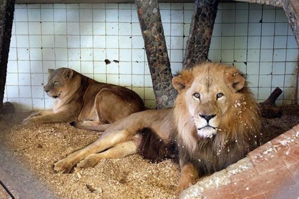 The Worst Zoos On The Planet - The Dodo