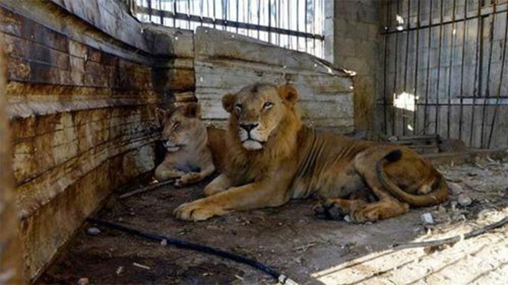 The Worst Zoos On The Planet - The Dodo