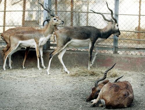 The Worst Zoos On The Planet - The Dodo