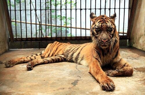 The Worst Zoos On The Planet - The Dodo