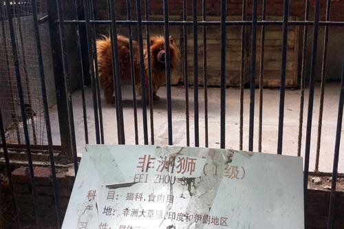 The Worst Zoos On The Planet - The Dodo