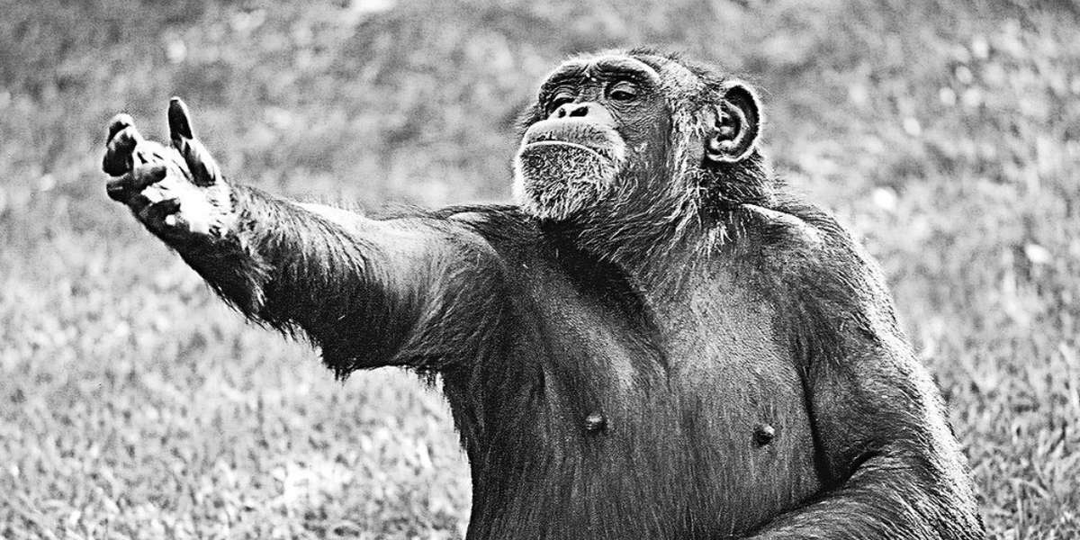 What Calling Animals "Who" Really Means - The Dodo