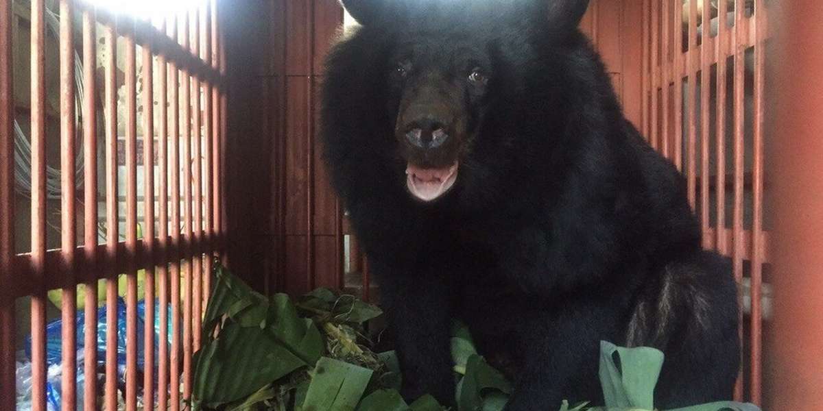 Bear Who Spent 12 Years In A Cage Is So Excited To Go To A Sanctuary ...