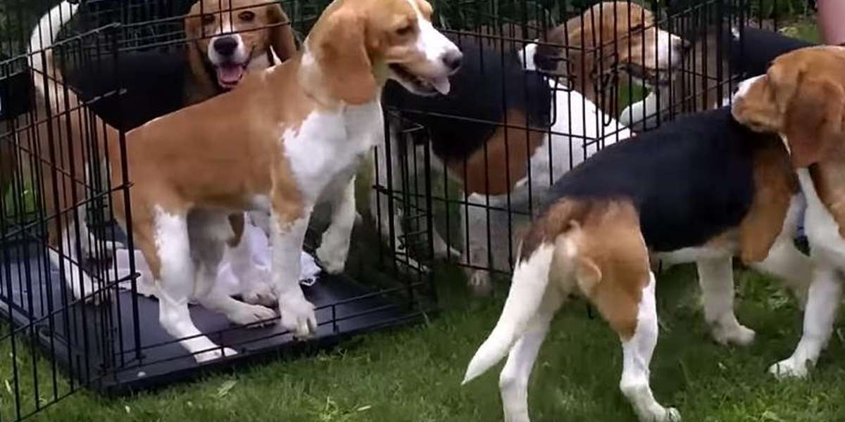 Beagles Freed From Lab Cages Discover What It Means To Truly Be Alive ...