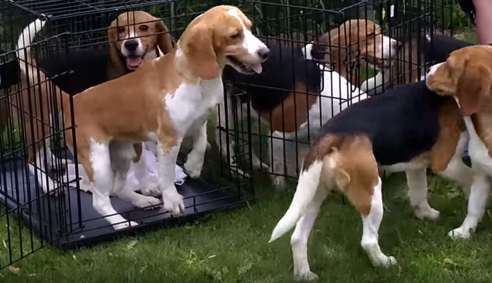 Beagles Freed From Lab Cages Discover What It Means To Truly Be Alive ...