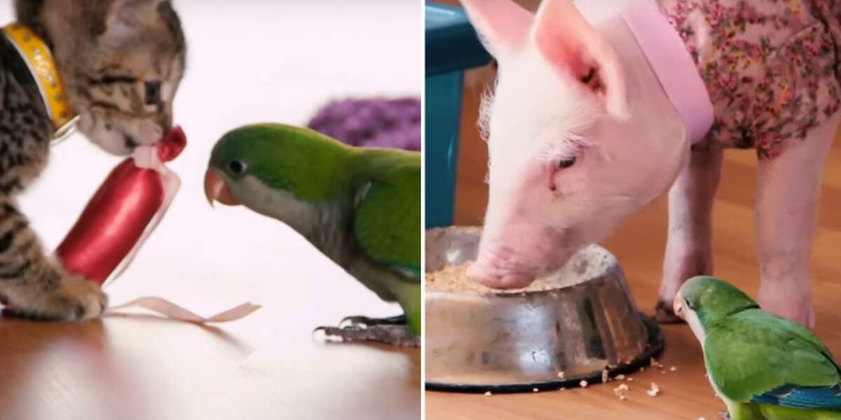 Rescued Parrot Loves His New Life (And His New Friends) - The Dodo