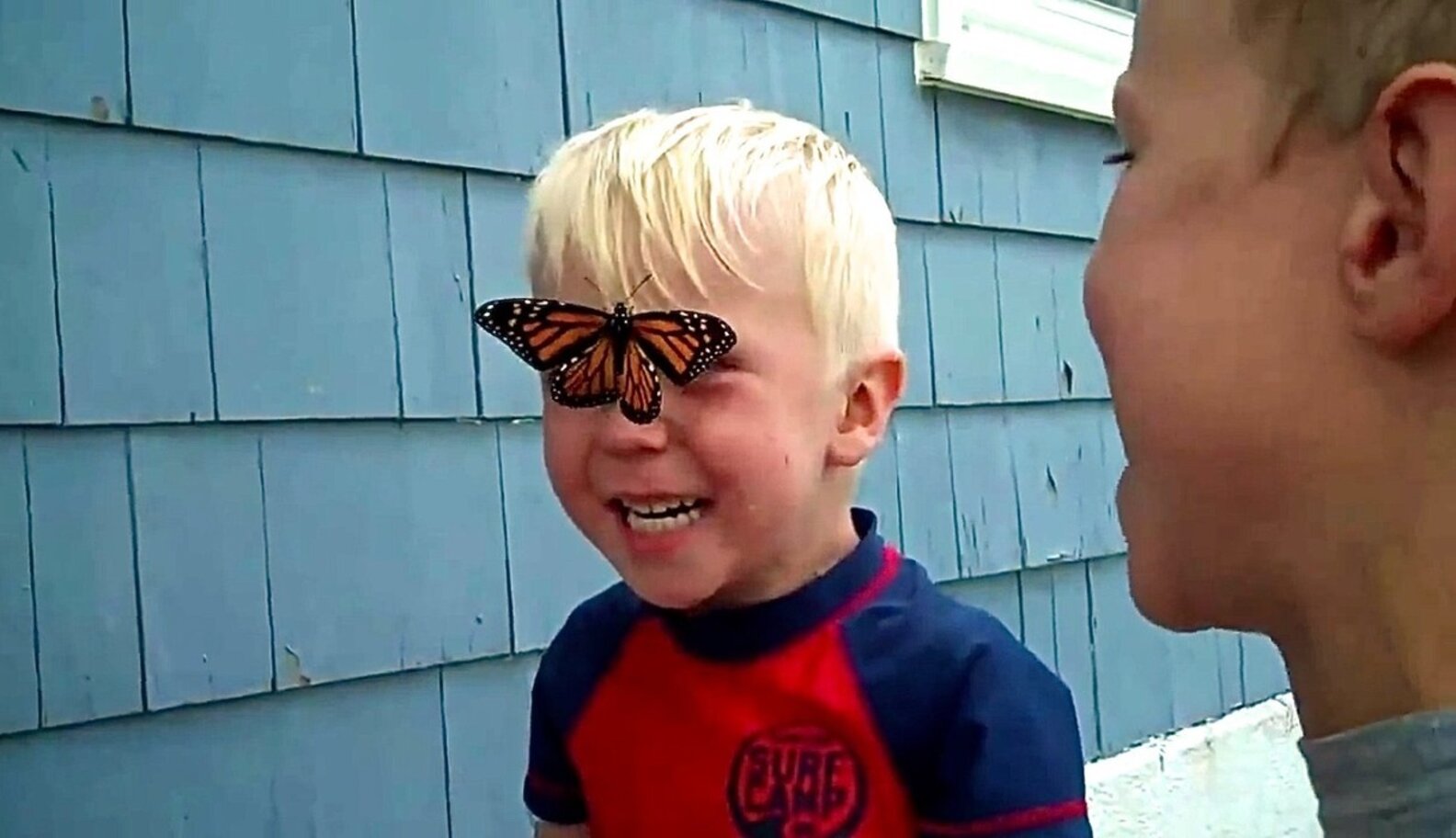 Little Boys Have Priceless Reaction To Setting A Butterfly Free - The Dodo