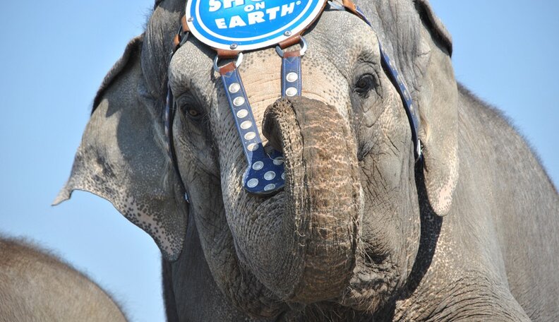 What You Can Do Right Now To Help Captive Elephants - The Dodo