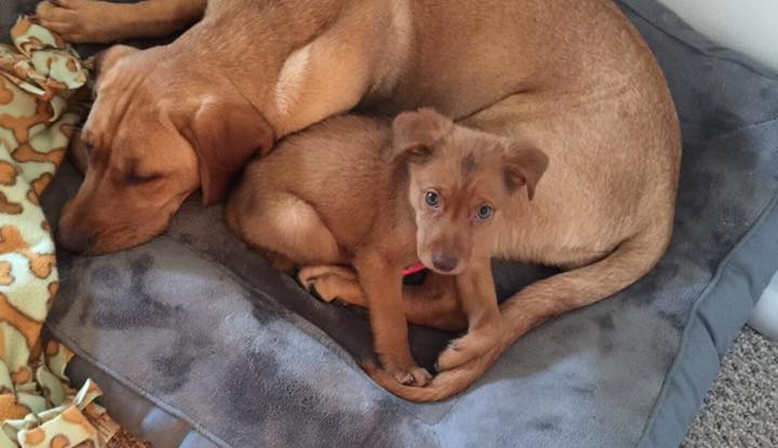 Rescue Puppy Gives Back By Taking Care Of Other Puppies - The Dodo