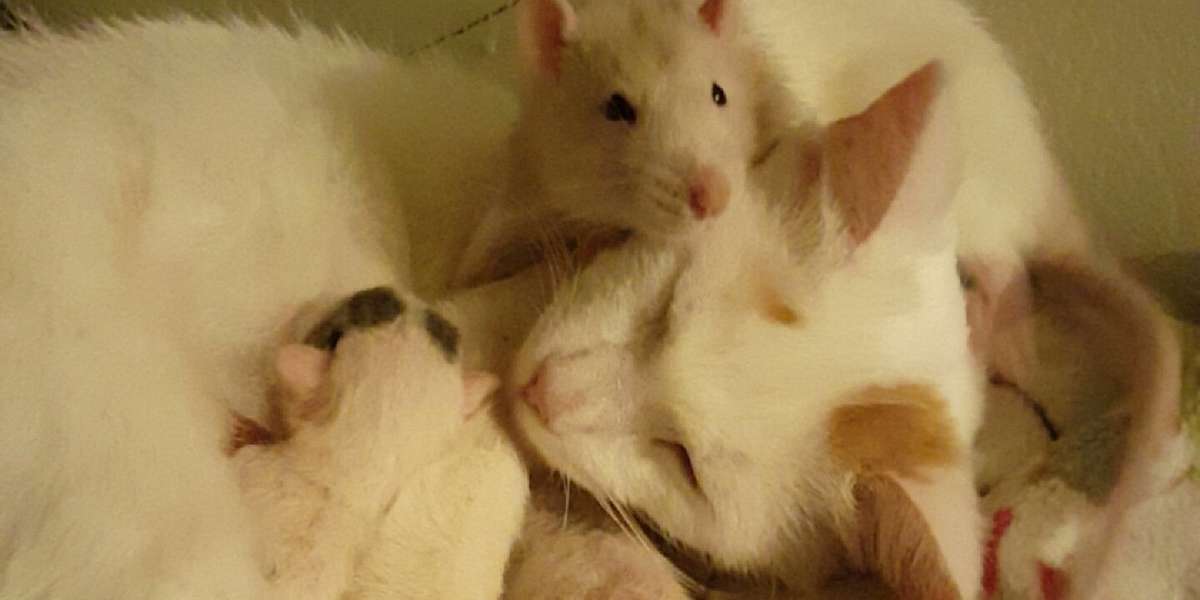 Rat Comforts Mama Cat Who Just Had Her Babies - The Dodo
