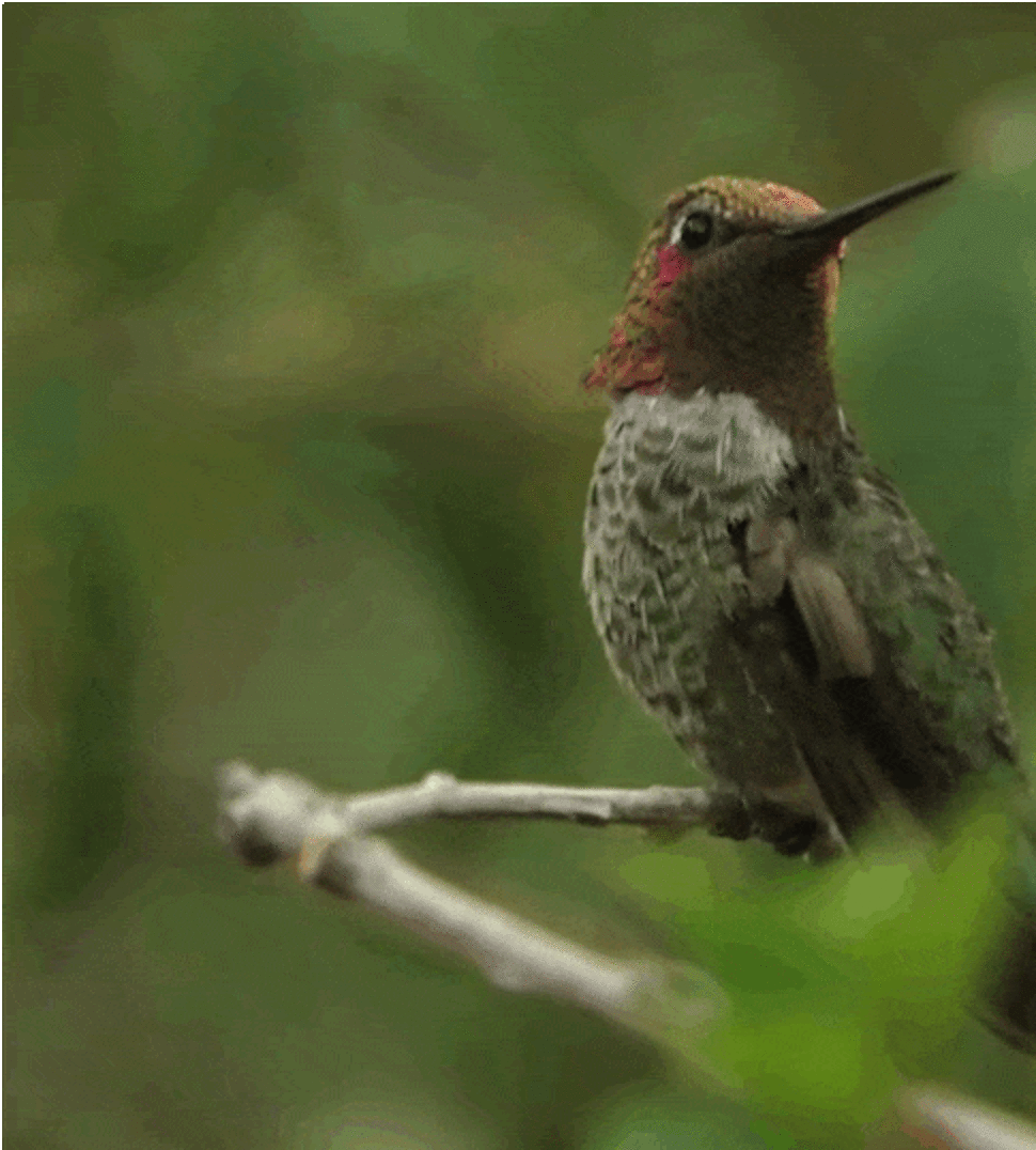 This Incredible Hummingbird Changes Colors With Every Turn - The Dodo