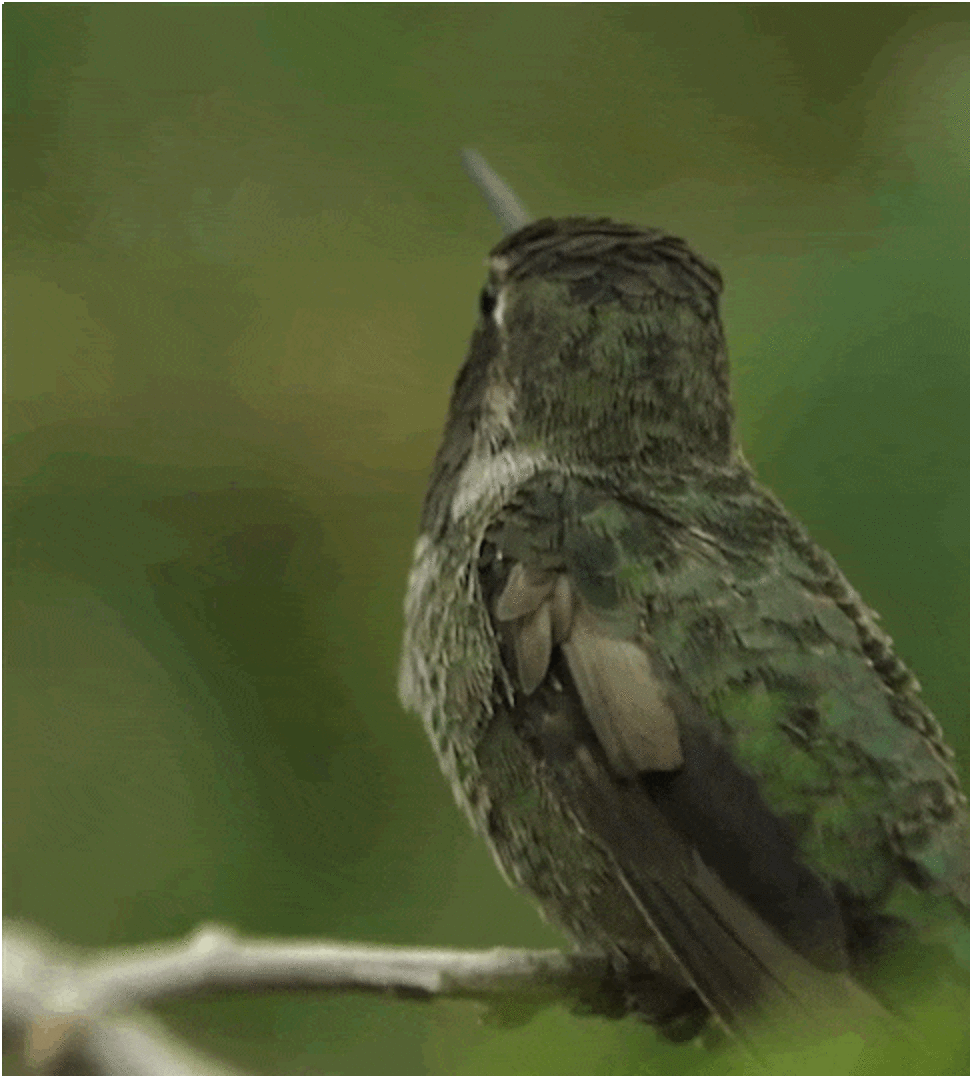 This Incredible Hummingbird Changes Colors With Every Turn - The Dodo