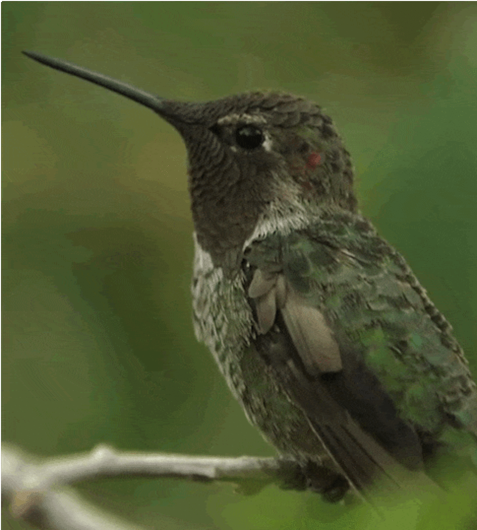 This Incredible Hummingbird Changes Colors With Every Turn - The Dodo