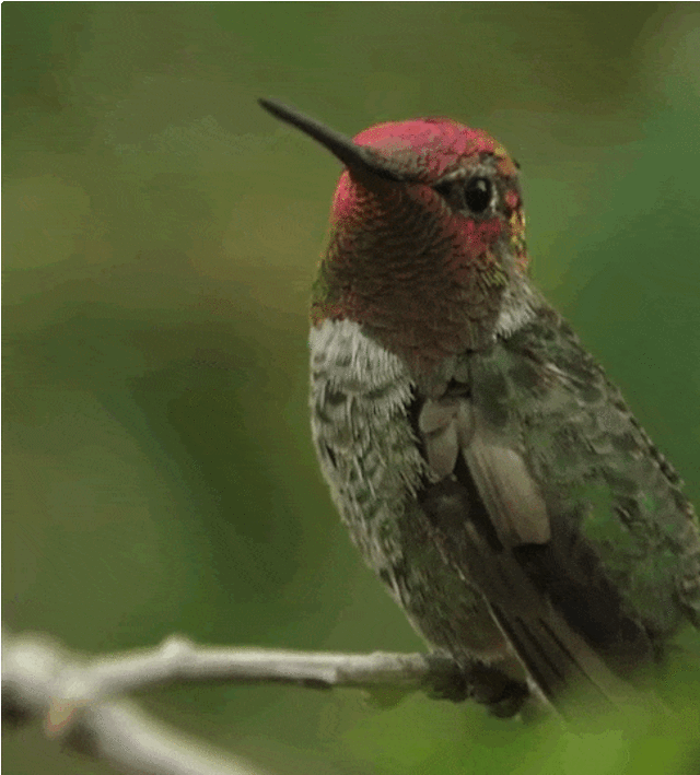 This Incredible Hummingbird Changes Colors With Every Turn - The Dodo