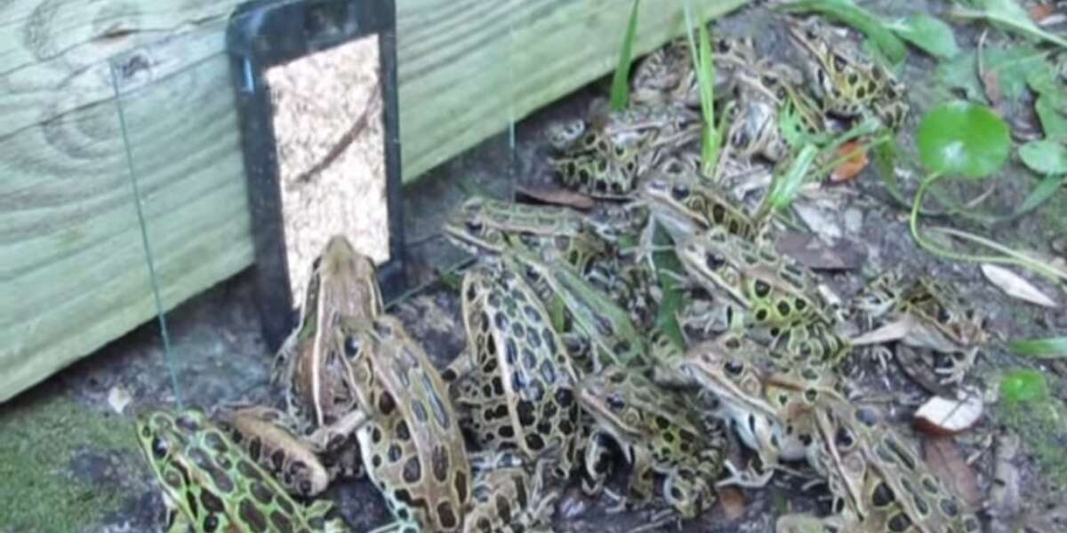 Worm Video Leaves Audience Of Frogs Totally Transfixed - The Dodo