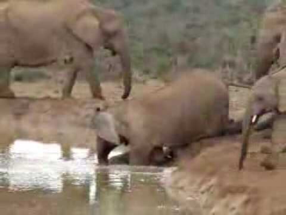 Love Elephant Mothers Work Together Until Drowning Baby Is Safe - The Dodo