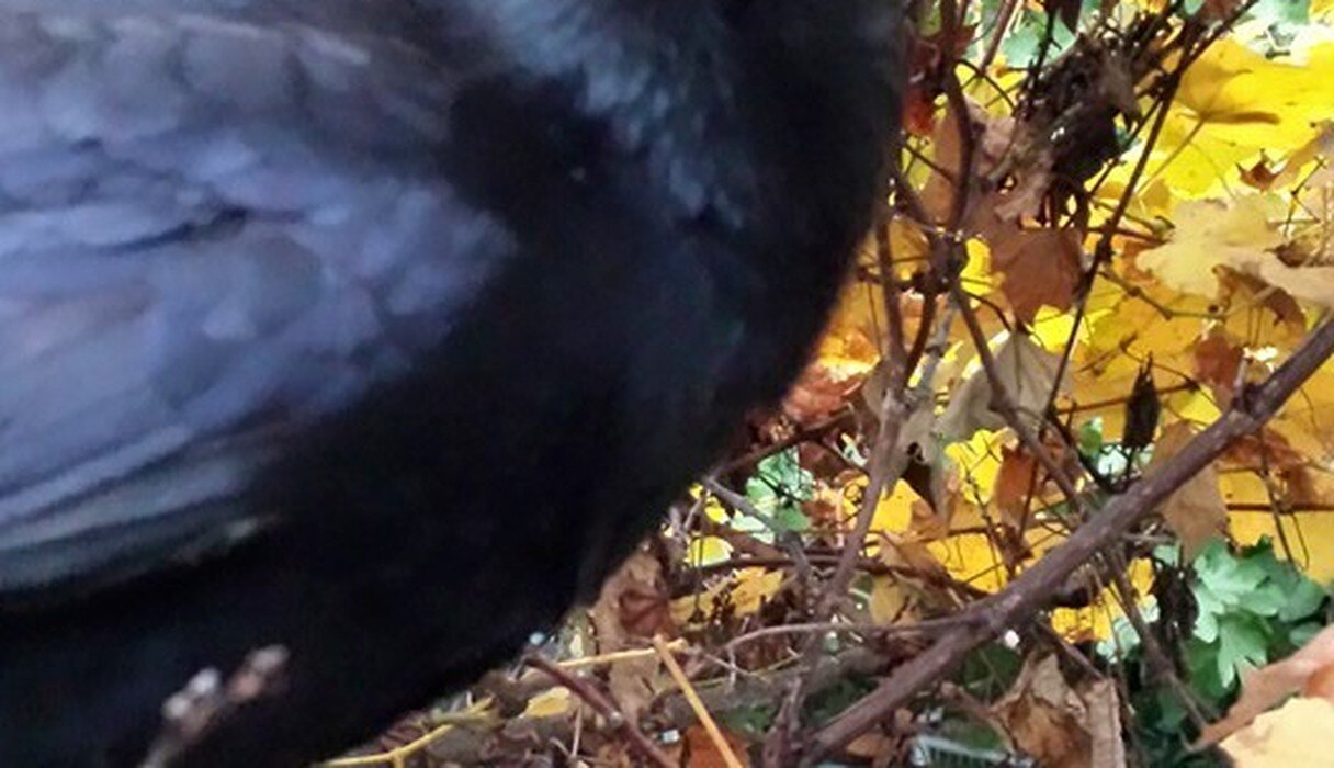 Crow Refuses To Leave The Man Who Saved His Life - The Dodo