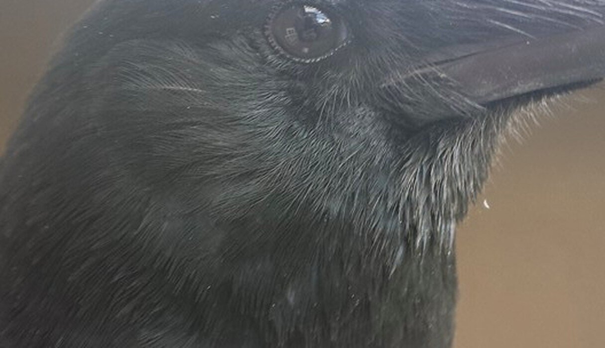 Crow Refuses To Leave The Man Who Saved His Life - The Dodo