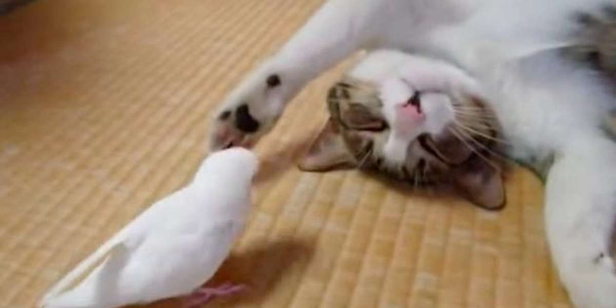 Bird Wakes Up His Sleeping Cat With Little Kisses - The Dodo