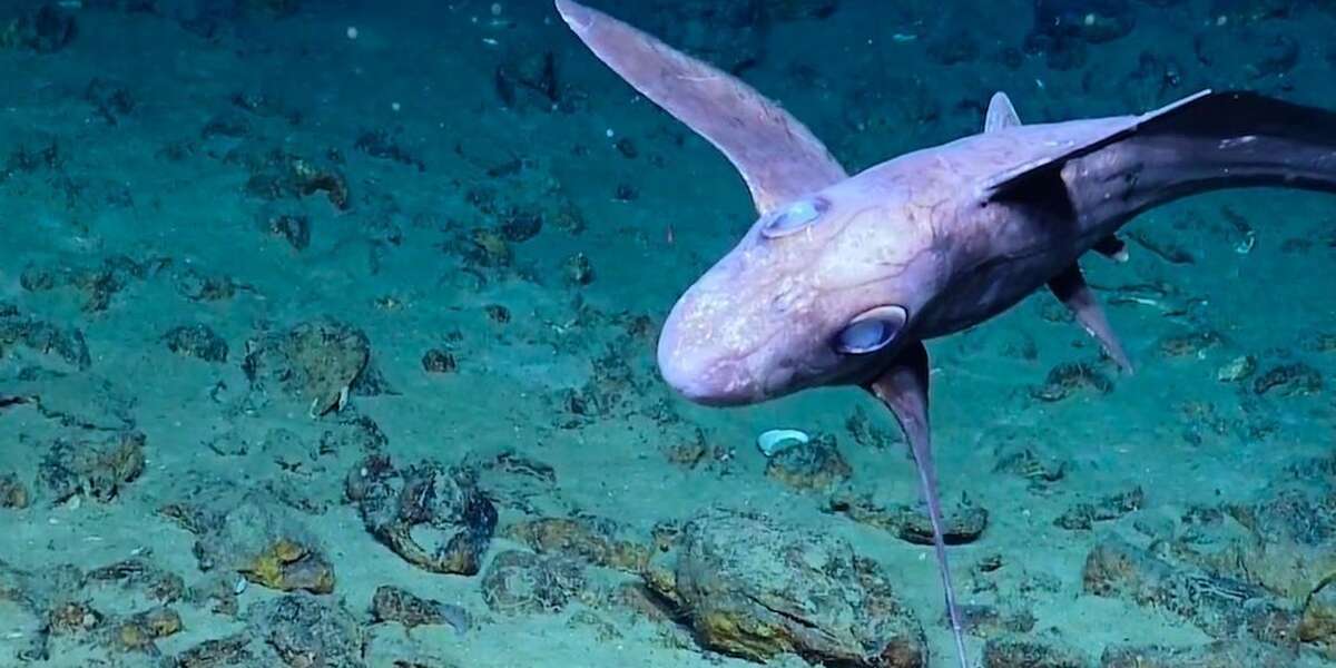 Deep Sea Creatures Prove That We Have So Much More To Explore - The Dodo