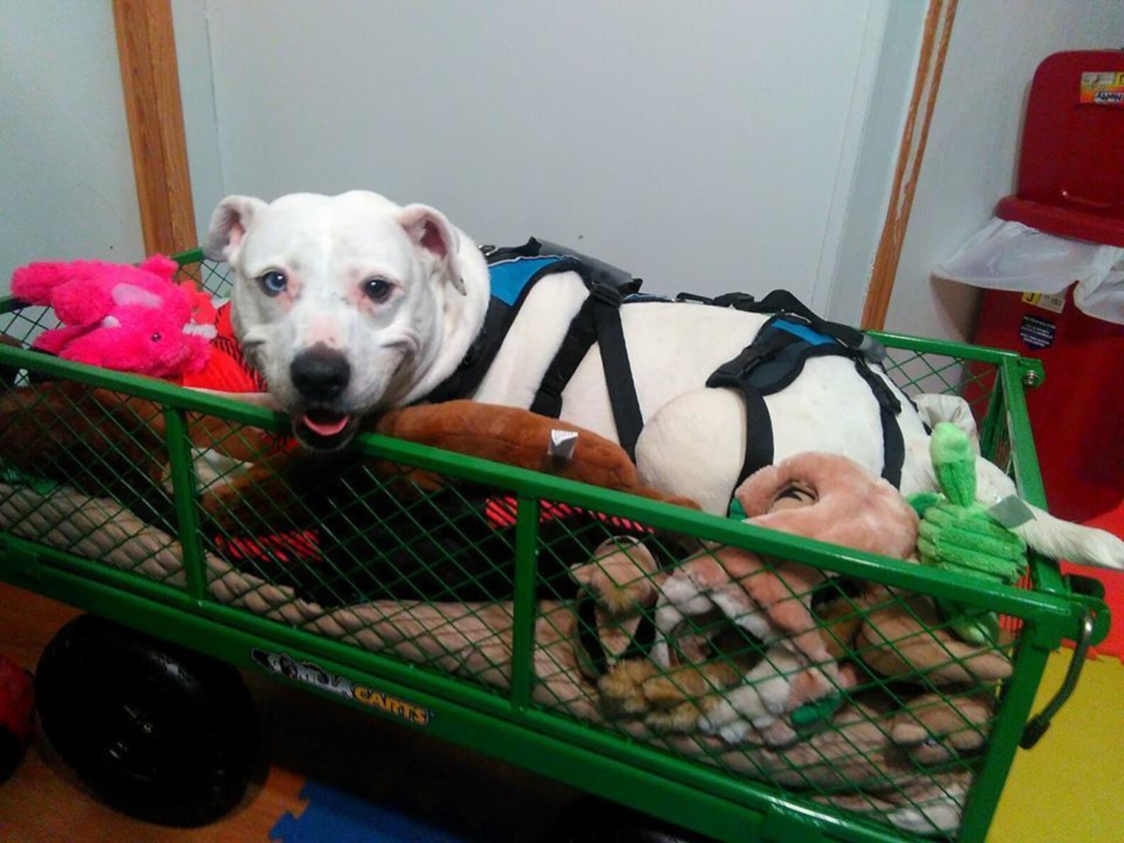 Dog Who Can't Walk Gets Pushed Around In Her Own Special Wagon - The Dodo