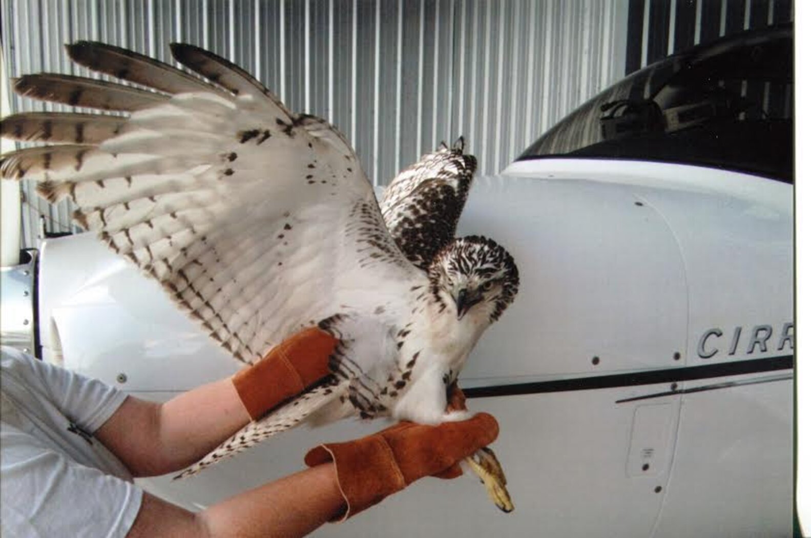 Man Has Flown 5,000 Homeless Animals To People Who Love Them - The Dodo