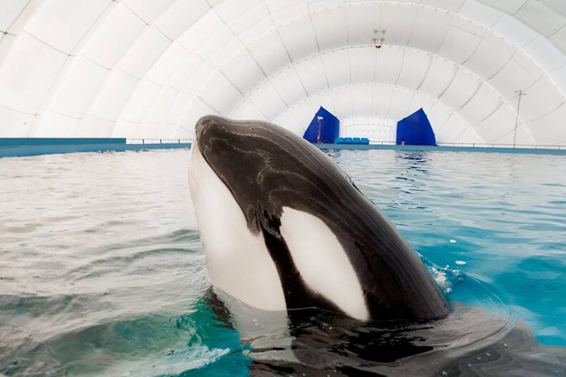 Ex-Orca Hunter Releases Rare Footage Of Whale Captures - The Dodo