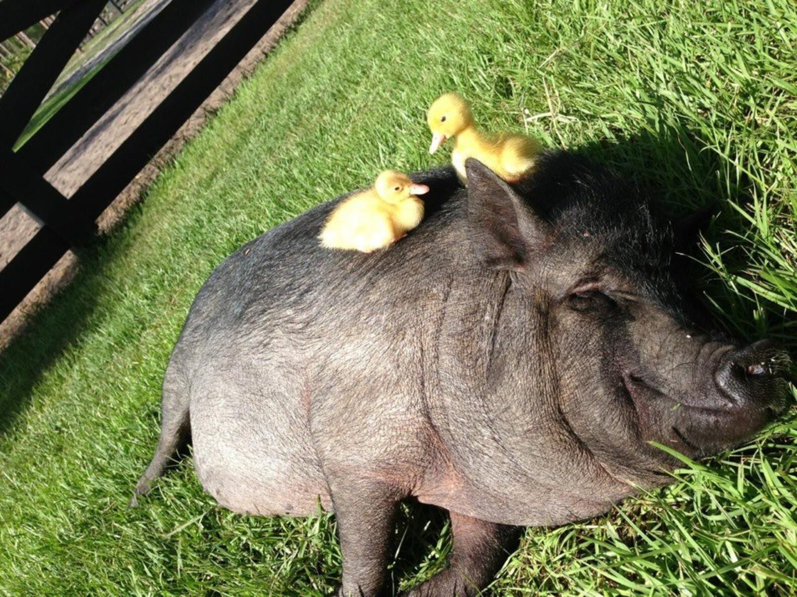 18 Pigs Who Are Too Adorable To Be Real - The Dodo