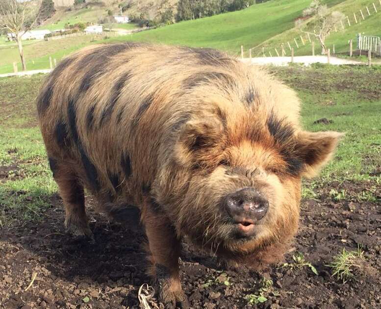 18 Pigs Who Are Too Adorable To Be Real - The Dodo