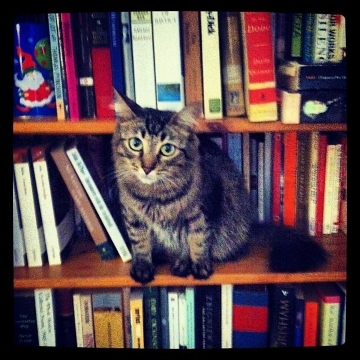 12 High-Brow Cats Who Think They're Smarter Than You - The Dodo