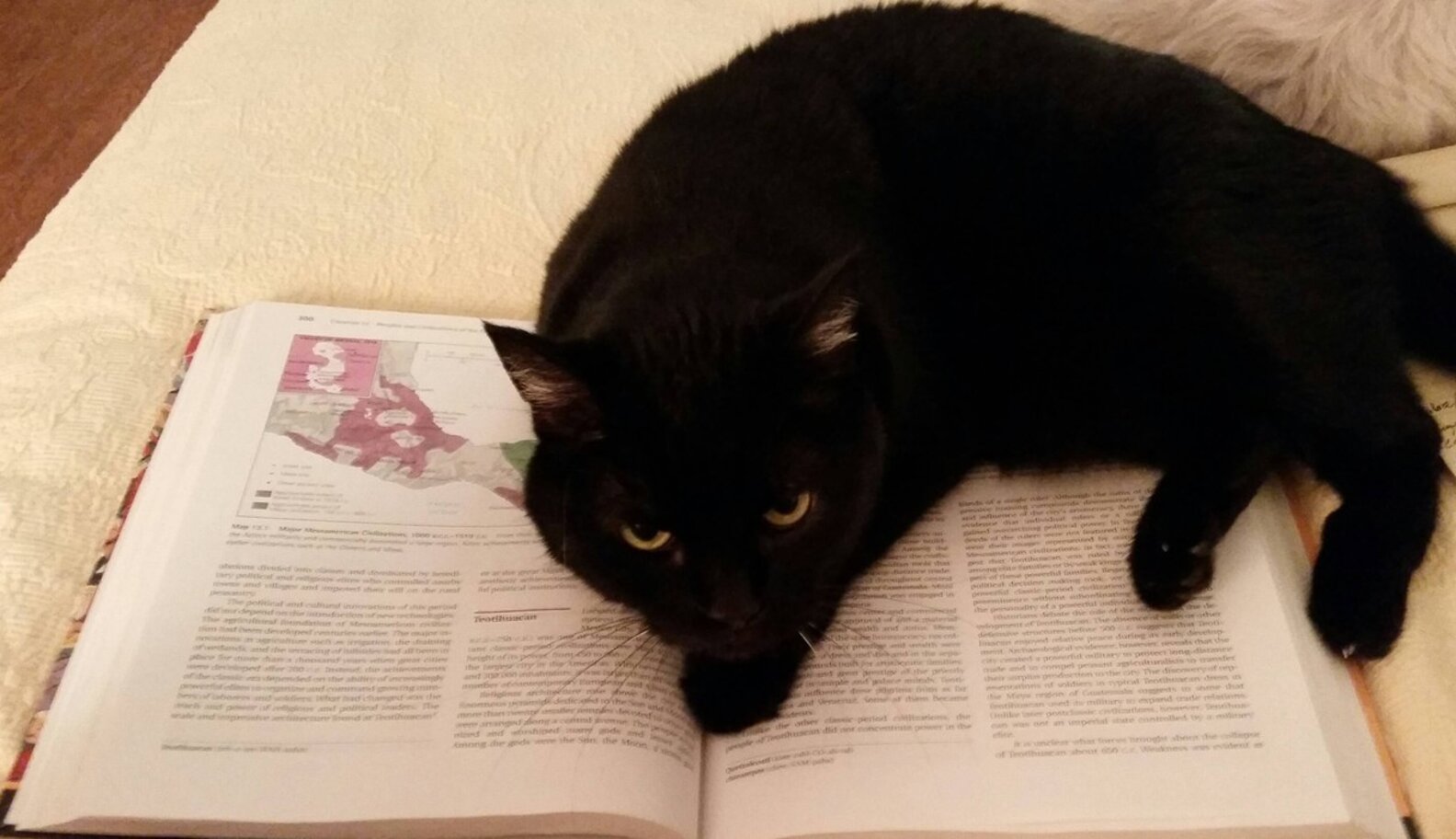 12 High-Brow Cats Who Think They're Smarter Than You - The Dodo