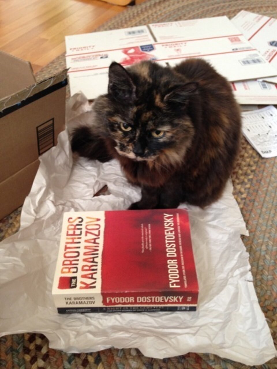 12 High-Brow Cats Who Think They're Smarter Than You - The Dodo