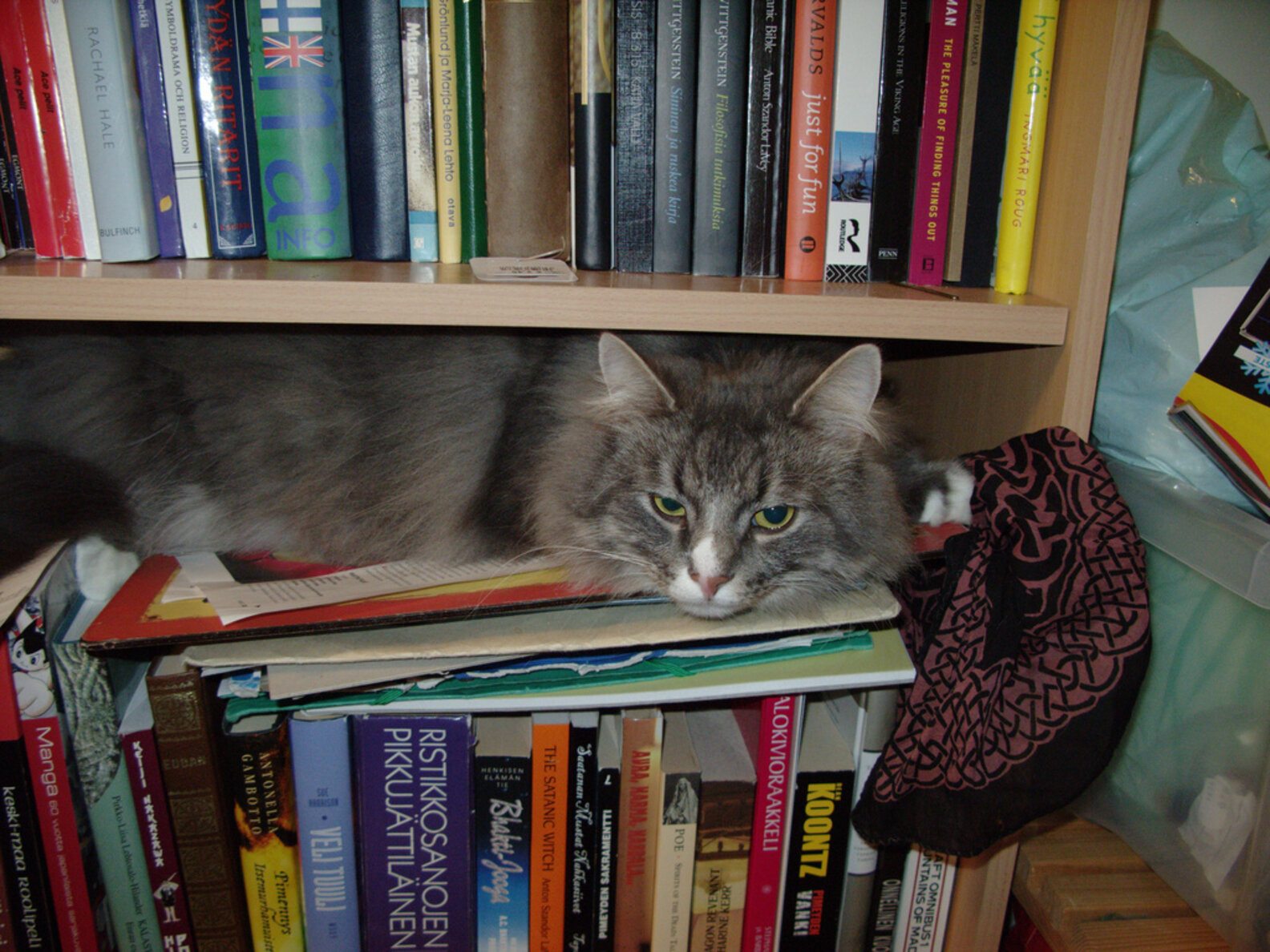 12 High-Brow Cats Who Think They're Smarter Than You - The Dodo