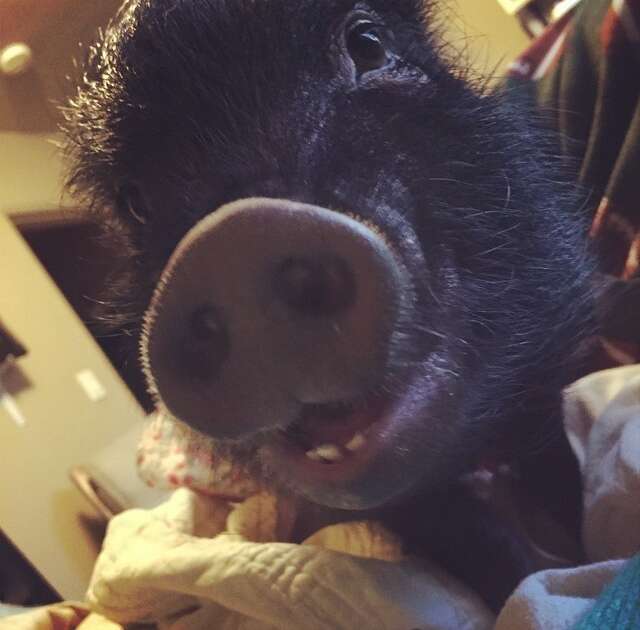 18 Pigs Who Are Too Adorable To Be Real - The Dodo