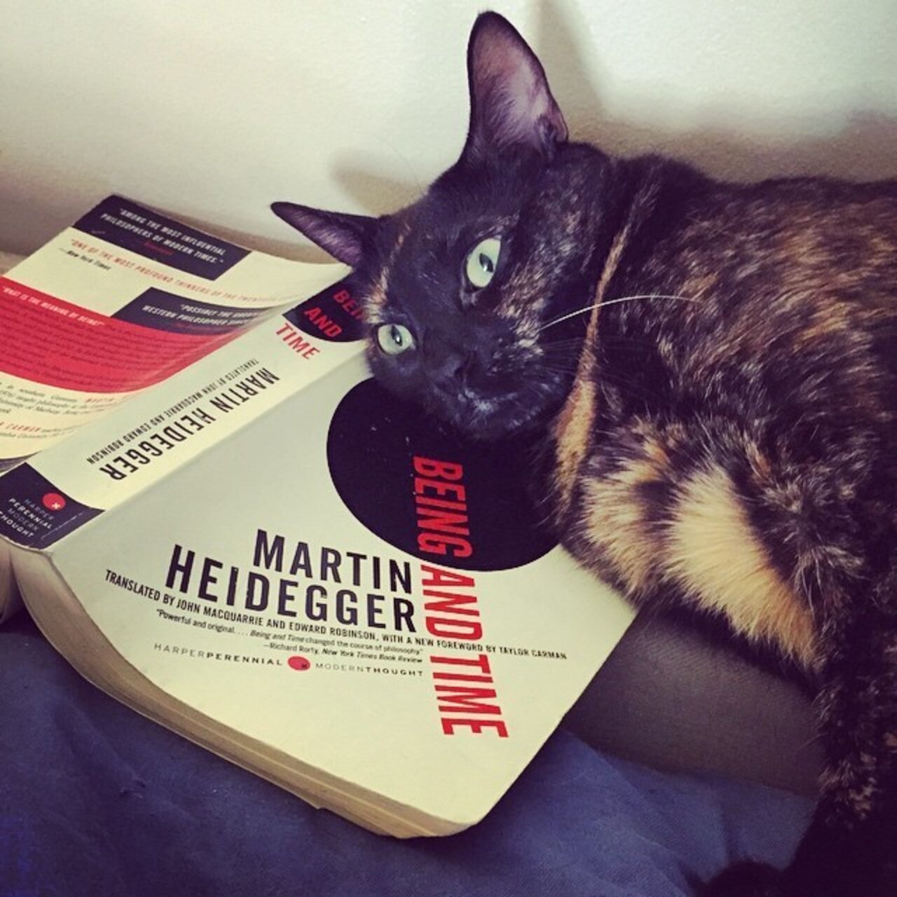 12 High-Brow Cats Who Think They're Smarter Than You - The Dodo