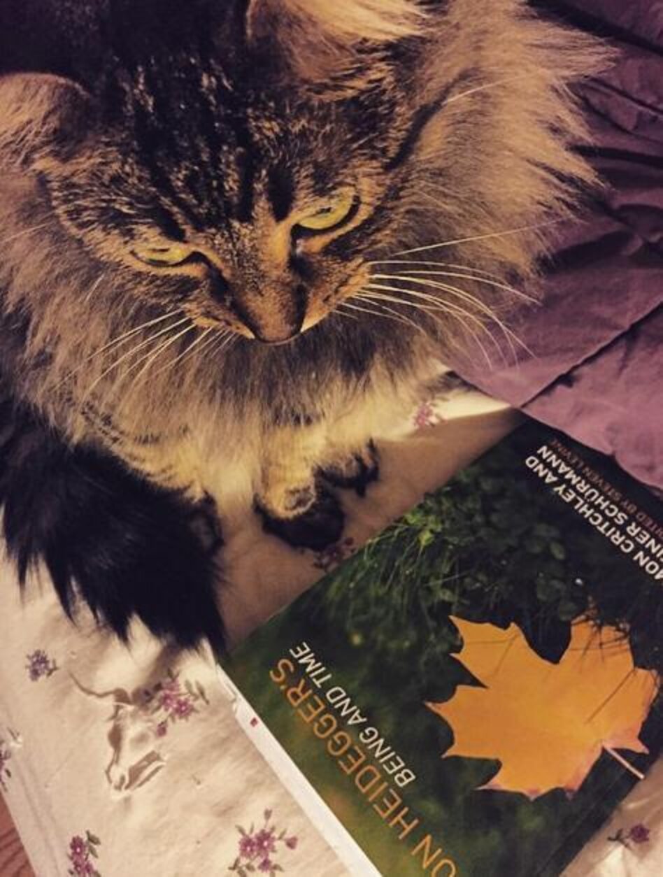 12 High-Brow Cats Who Think They're Smarter Than You - The Dodo