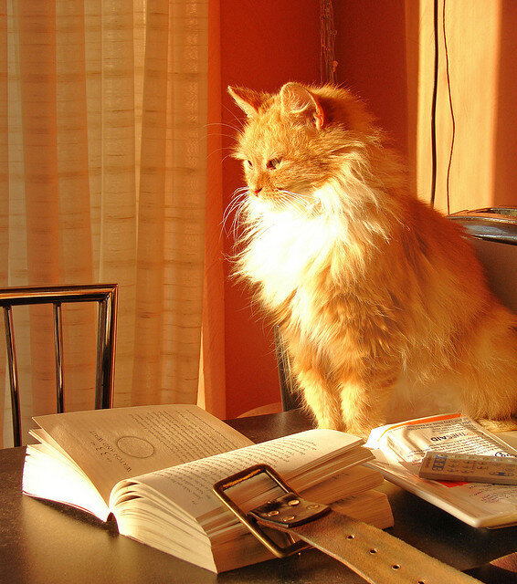 12 High-Brow Cats Who Think They're Smarter Than You - The Dodo