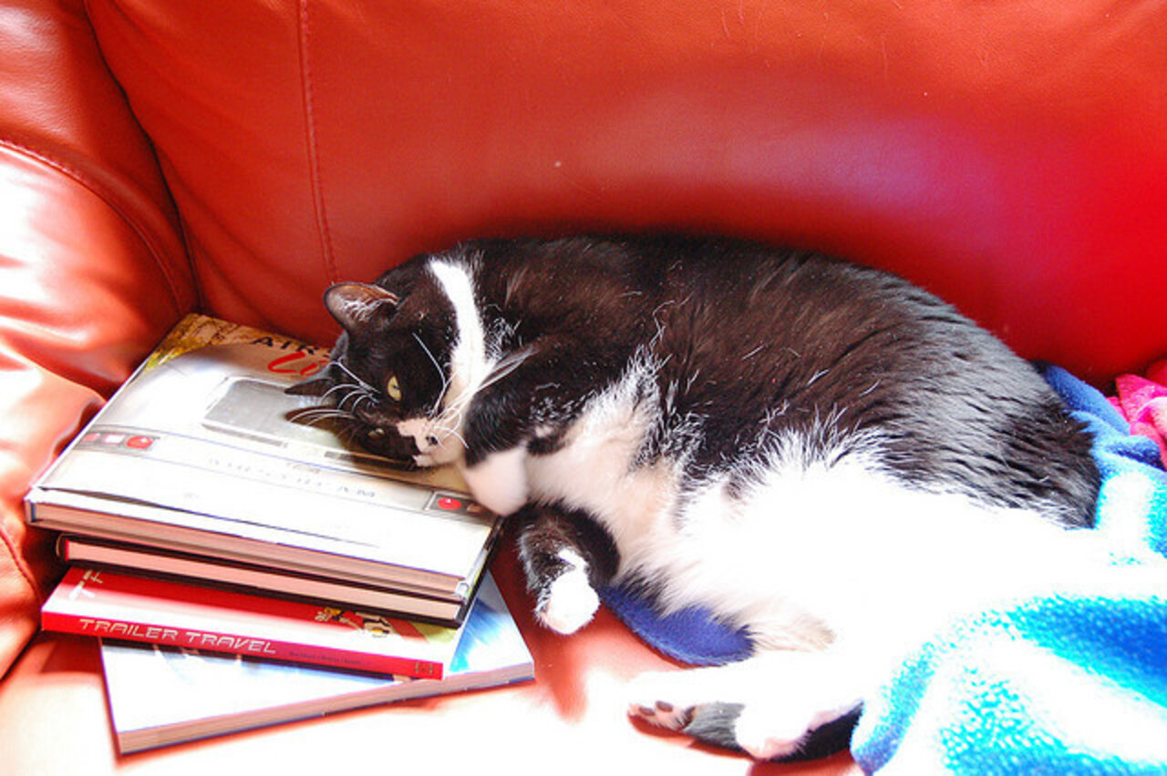 12 High-Brow Cats Who Think They're Smarter Than You - The Dodo